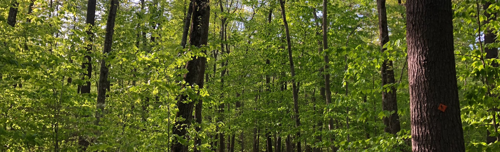 Hamlen Woods and Mainstone Farm Loop - Massachusetts | AllTrails