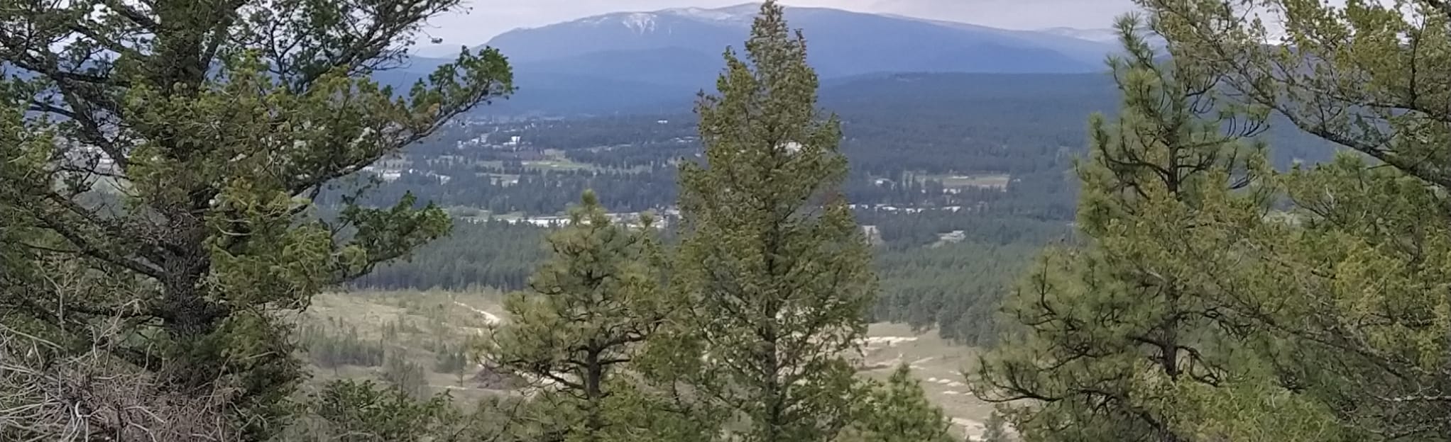 Juniper Giant, British Columbia, Canada - 8 Reviews, Map | AllTrails