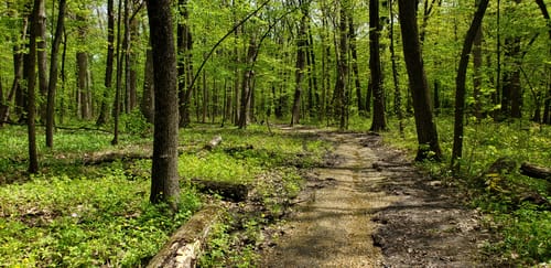 2023 Best Wheelchair Friendly Trails in Meacham Grove Forest Preserve ...