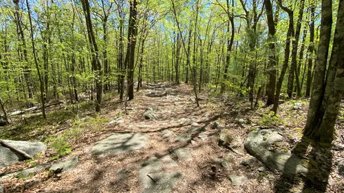 Best 10 Hikes and Trails in Meshomasic State Forest | AllTrails