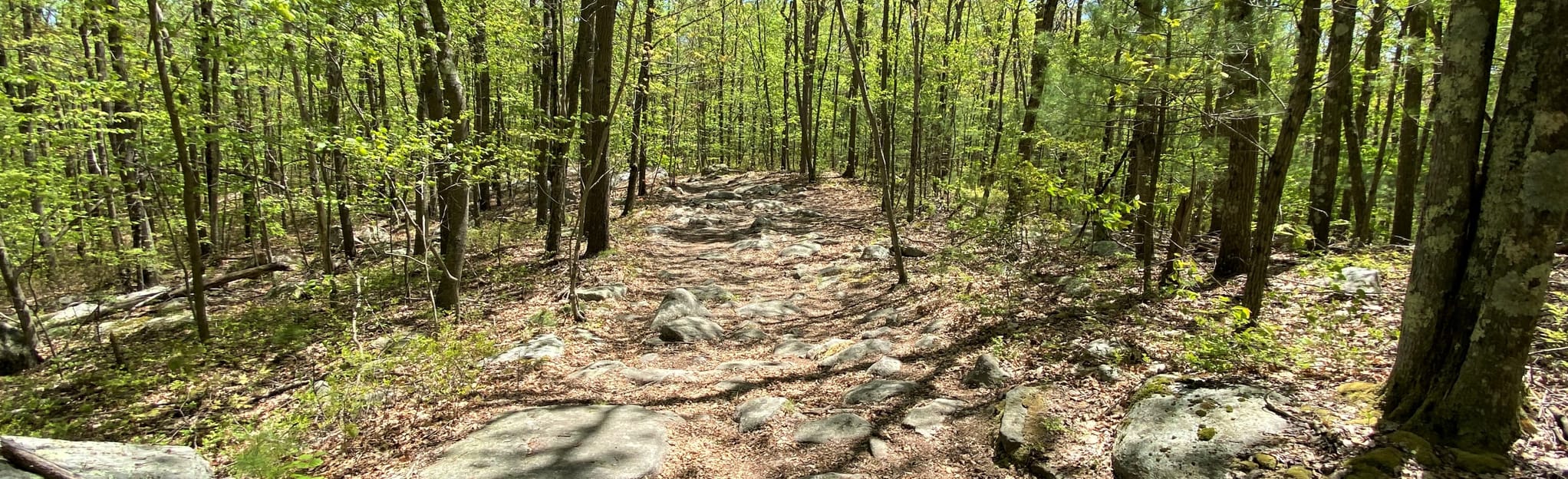 Moshomasic Mountain and Webb Swamp Loop, Connecticut - 12 Reviews, Map ...