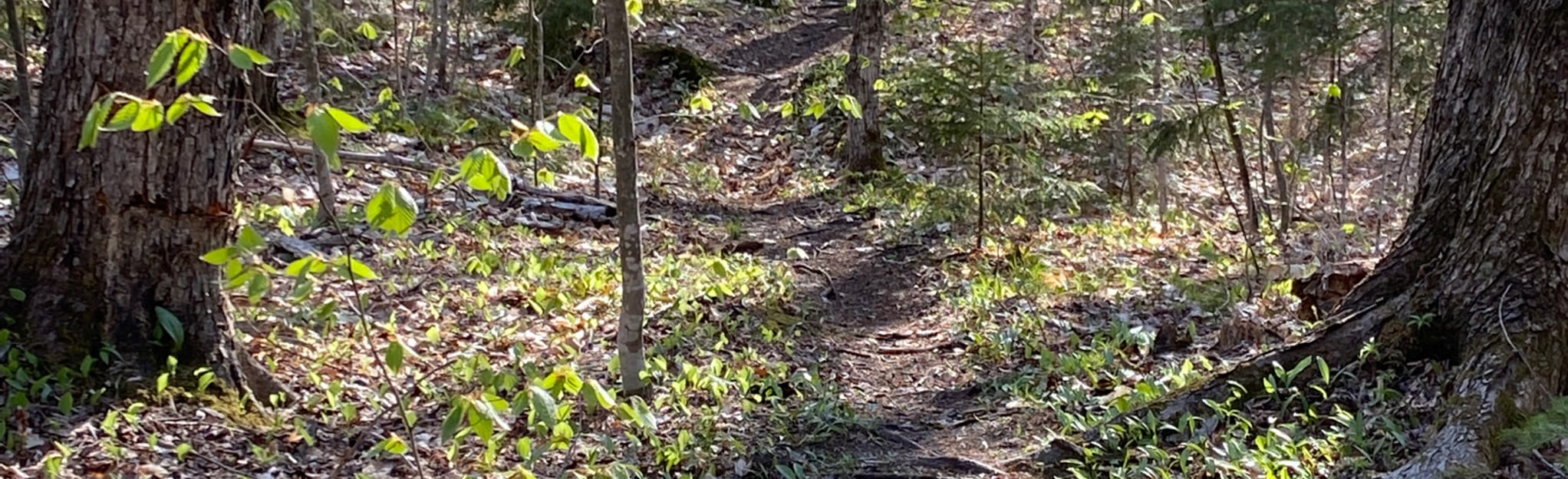 Rough Cut and The Dark Side Trail Loop: 23 Reviews, Map - New Hampshire ...