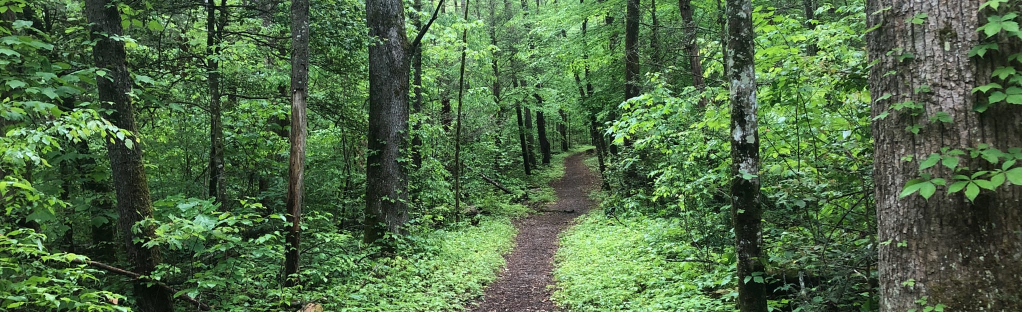 Finley Cane Trail, Tennessee - 198 Reviews, Map | AllTrails