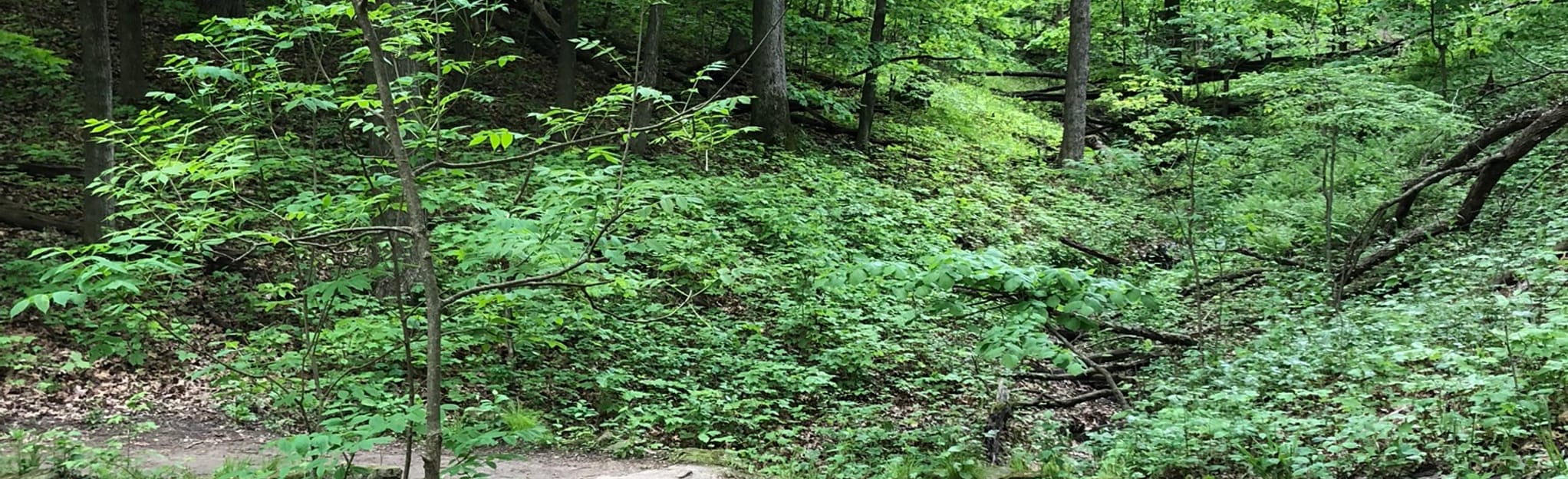 Palisades Loop, Iowa - 59 Reviews, Map | AllTrails