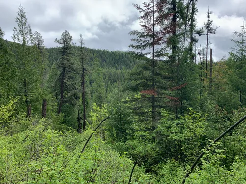 Best Forest Trails in Harvard | AllTrails