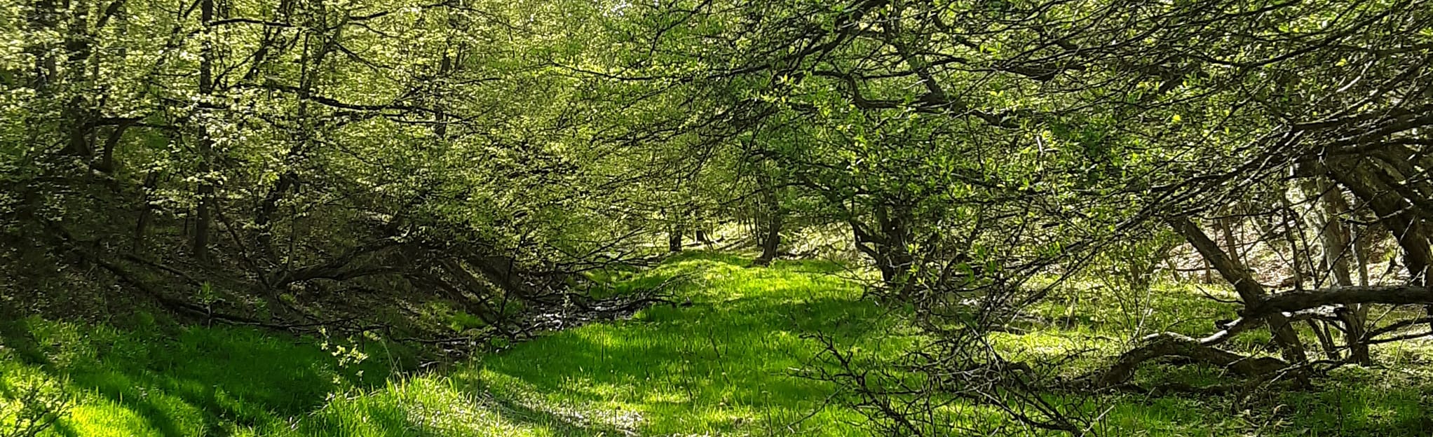 Mount Broadhead Trail System via PA Route 44 | Map, Guide ...