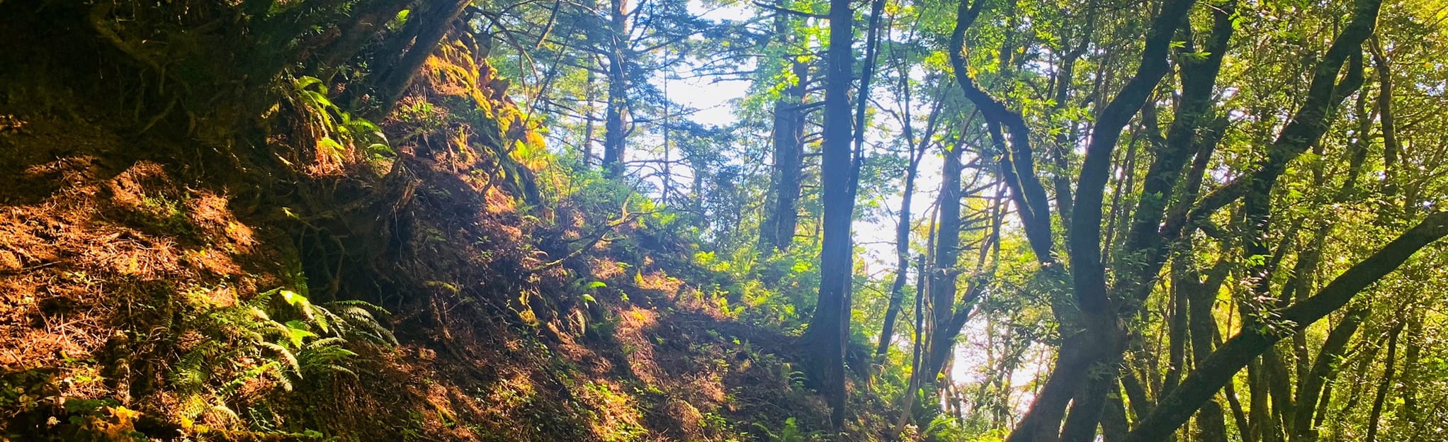 AllTrails | Bay Area Ridge Trail: Windy Hill Open Space Preserve: 83 ...