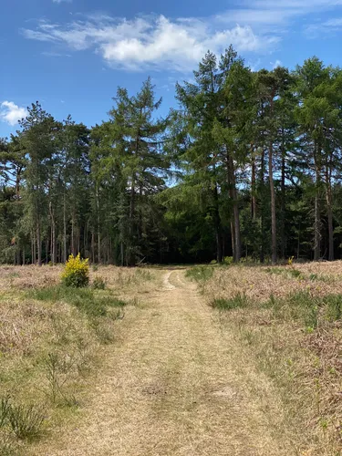 10 Best Hikes and Trails in Brandon Country Park | AllTrails