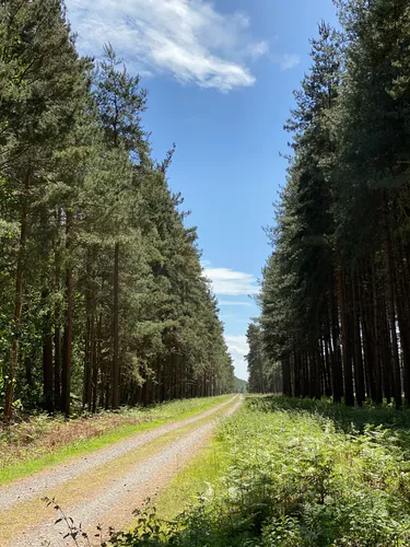 10 Best Hikes and Trails in Brandon Country Park | AllTrails