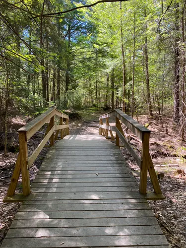 Best Hikes and Trails in Rines Forest | AllTrails