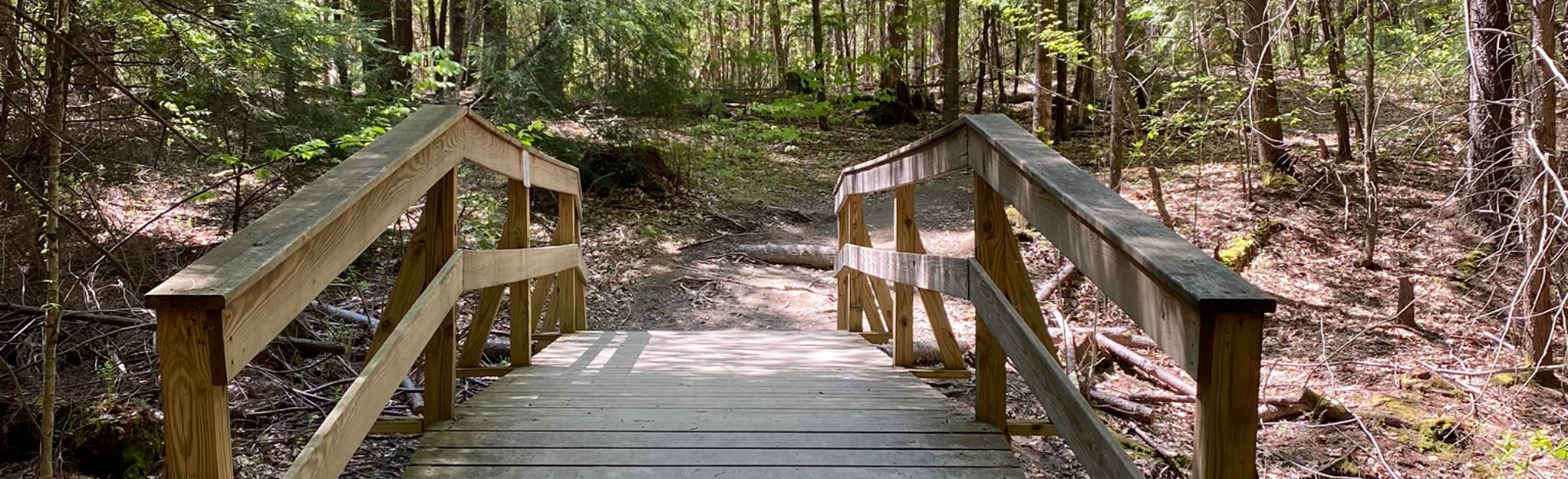 Rines Forest Trail, Maine - 306 Reviews, Map | AllTrails