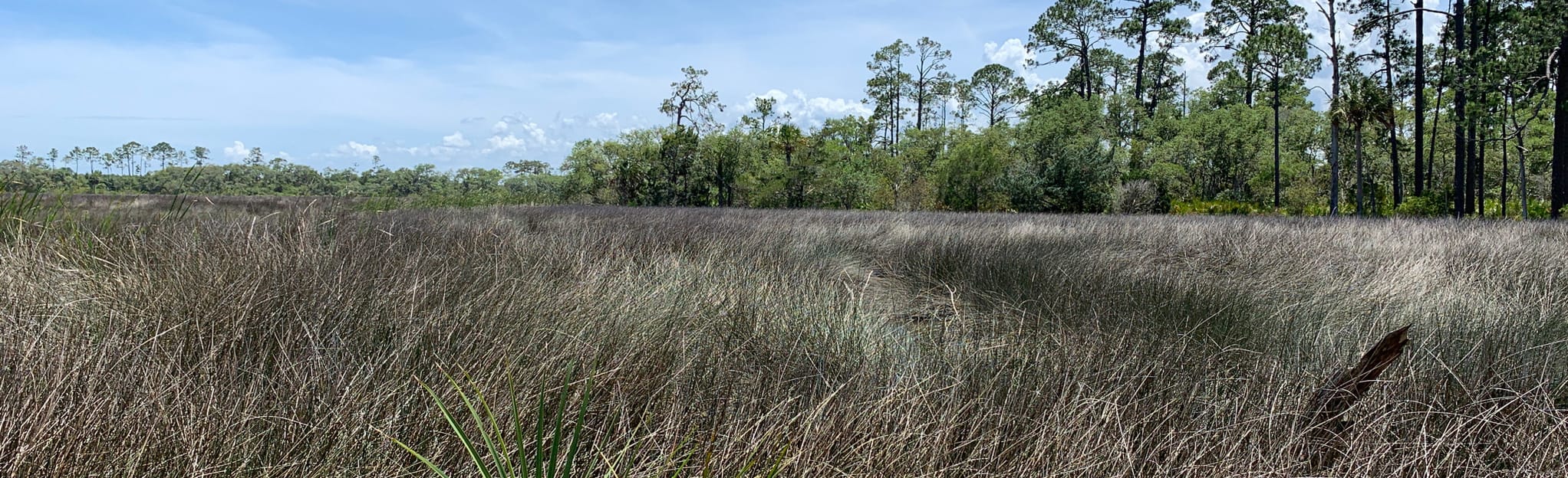 Faver-Dykes Nature Trail: 39 Reviews, Map - Florida | AllTrails