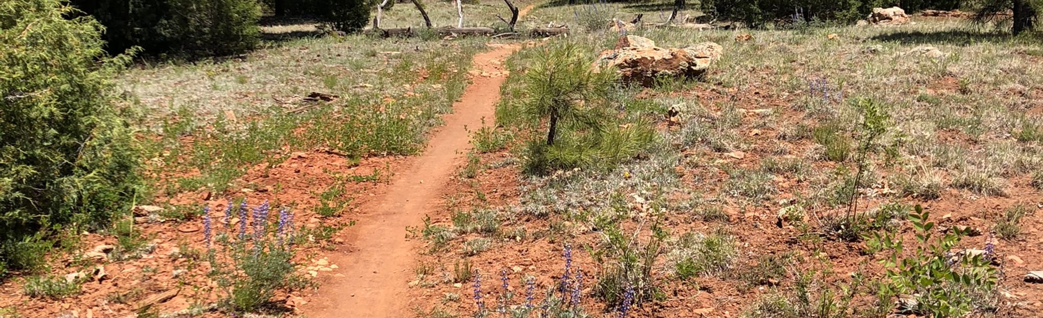Walnut Canyon Viewpoint Trail, Arizona - 155 Reviews, Map | AllTrails