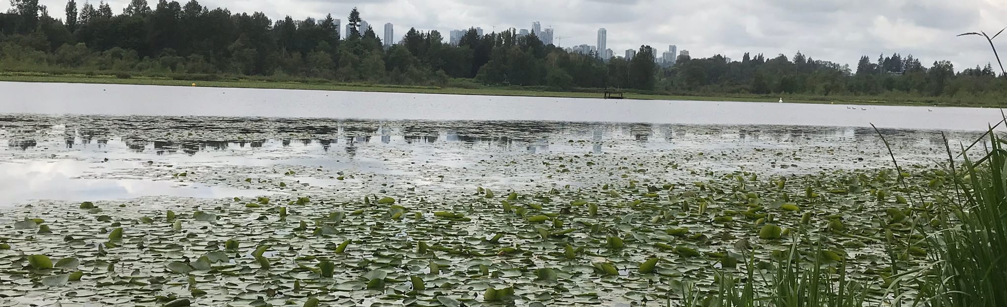 Burnaby Lake Paddle: 5 Reviews, Map - British Columbia, Canada | AllTrails