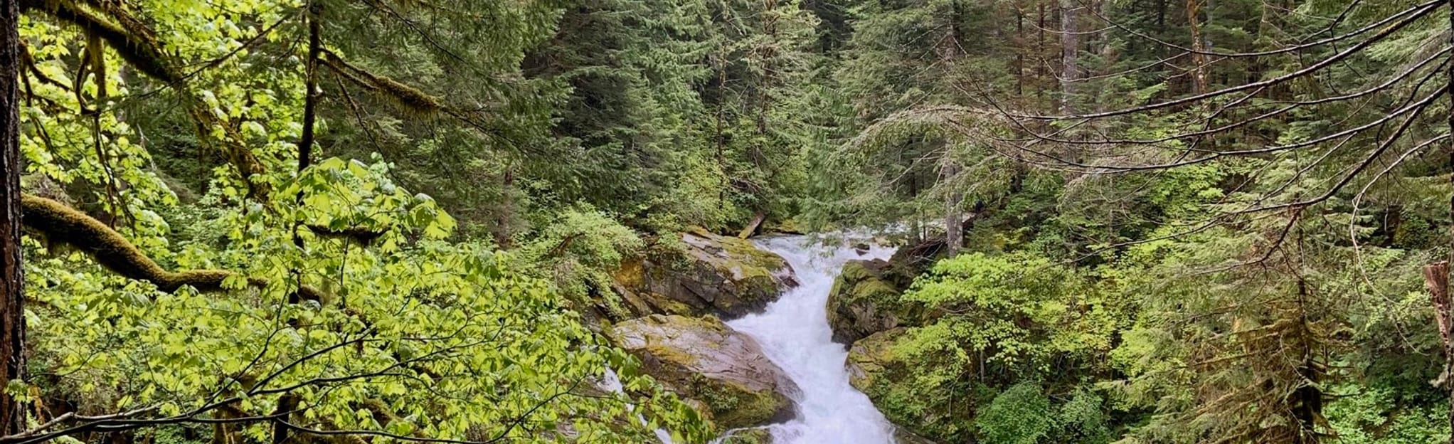 Siouxon Trail: Upper Siouxon Trailhead, Washington - 244 Reviews, Map ...