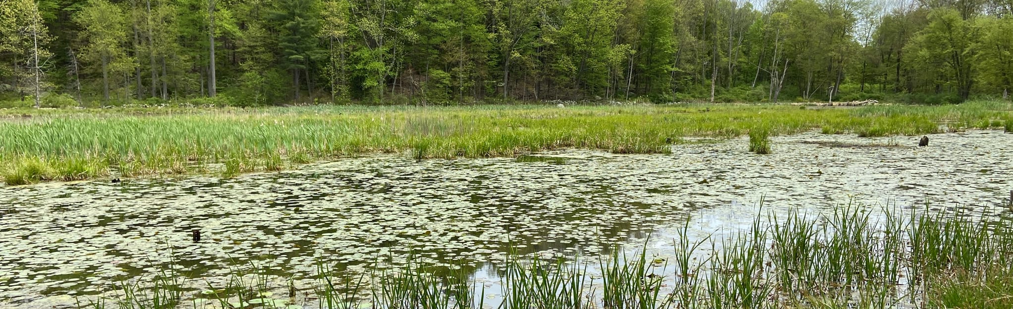 Bennett Pond and Wooster Mountain Loop - Connecticut | AllTrails