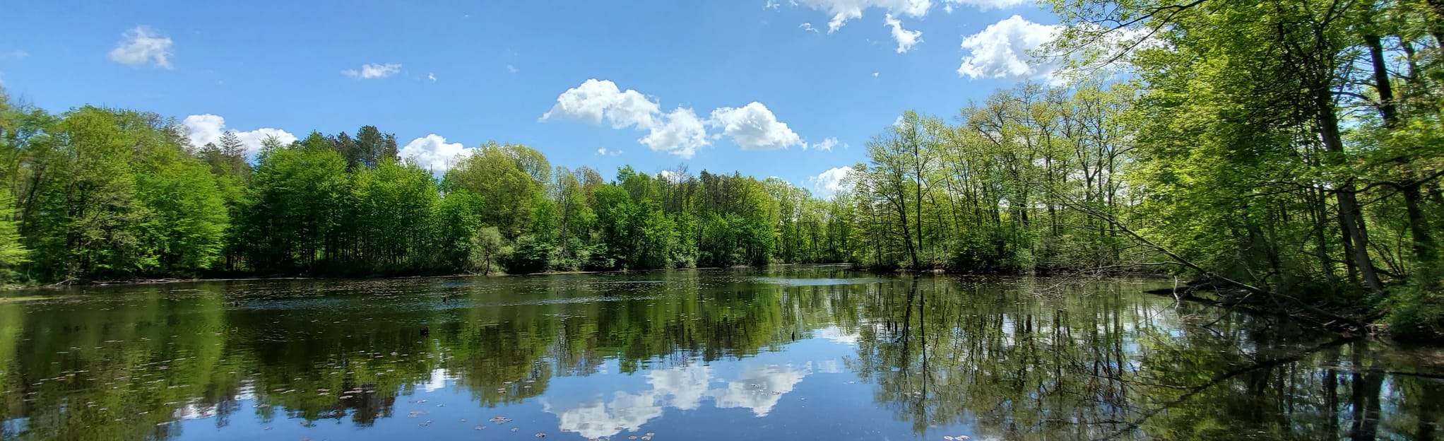 Rose Lake Loop - Michigan | AllTrails
