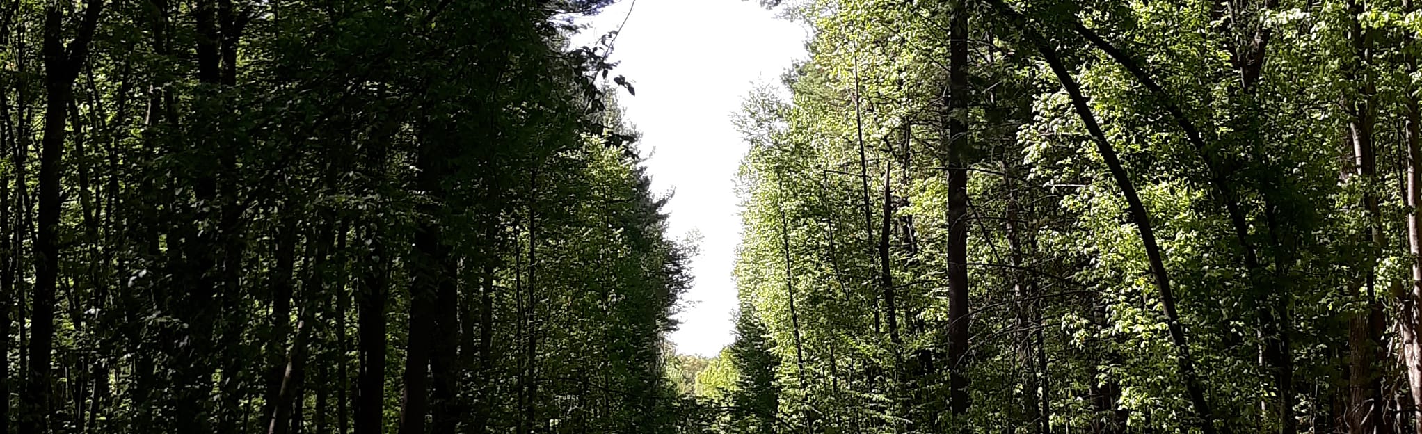 Mount Ward Trail to Summit, Massachusetts - 114 Reviews, Map | AllTrails