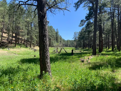 10 Best Trails and Hikes in Happy Jack | AllTrails