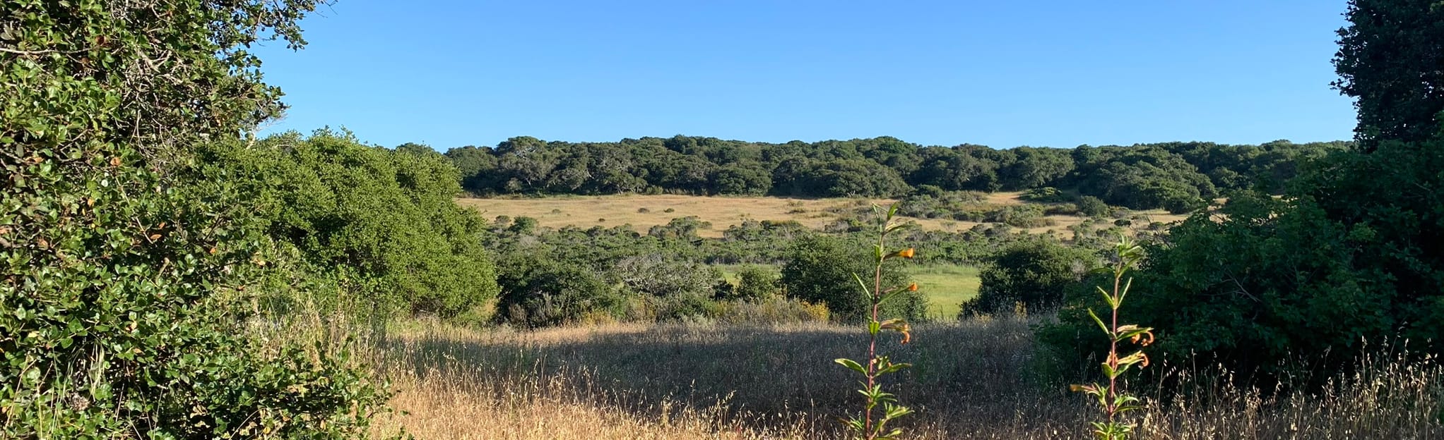 Fort Ord Trail 51 and Trail 52 Loop: 342 Reviews, Map - California ...