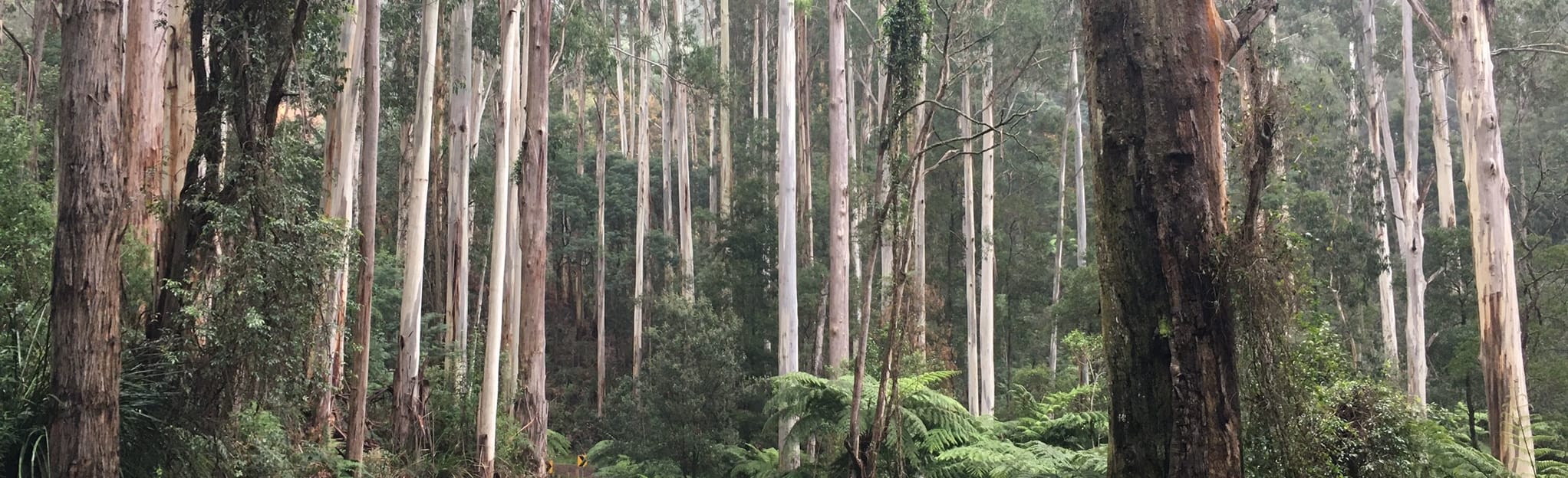 Olinda Reserve Loop, Victoria, Australia - 91 Reviews, Map | AllTrails