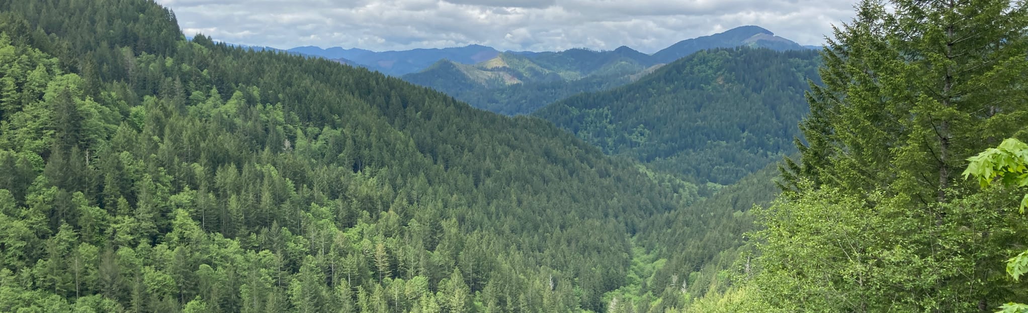 Wilson River Trail, Oregon - 26 Reviews, Map | AllTrails