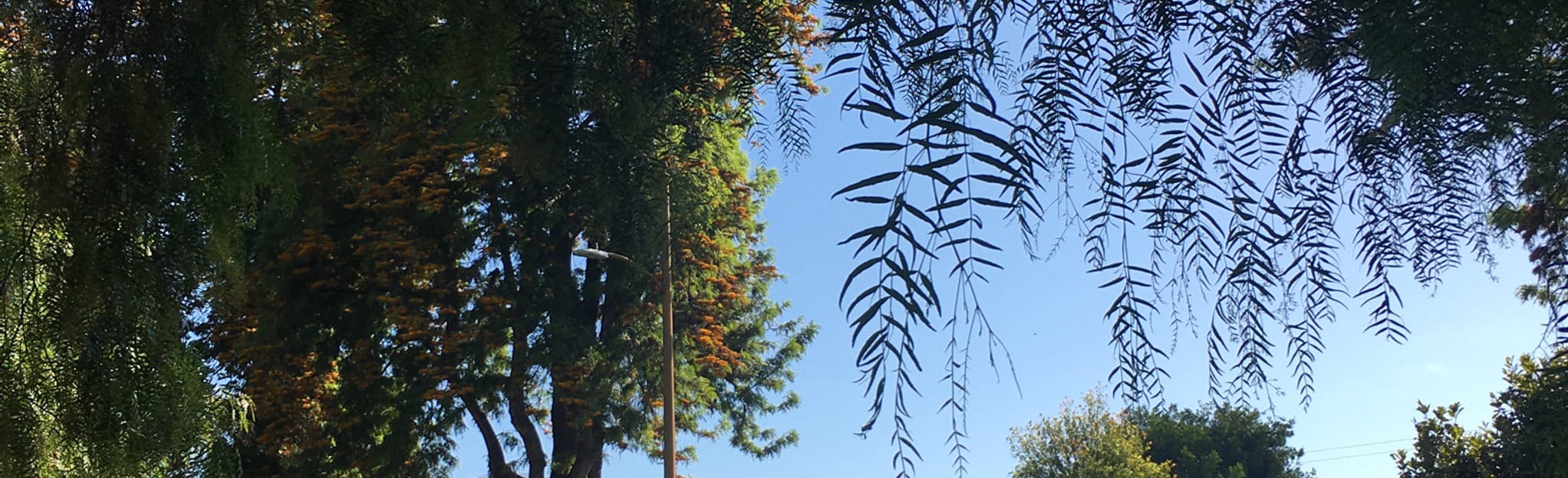 Euclid Avenue Bridle Path, California - 757 Reviews, Map | AllTrails