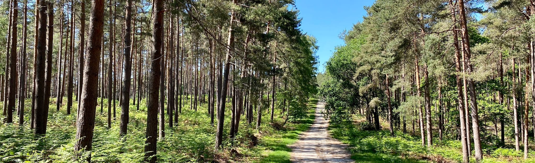 Bagshot and Swinley Forest Circular, Surrey, England - 260 Reviews, Map ...