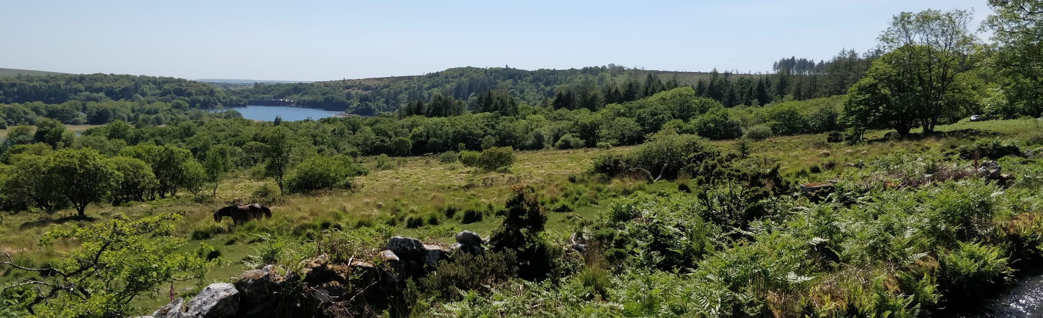 Burrator and Meavy Circular, Devon, England - 75 Reviews, Map | AllTrails