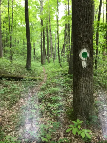 Best Hikes and Trails in Green Ridge State Forest | AllTrails