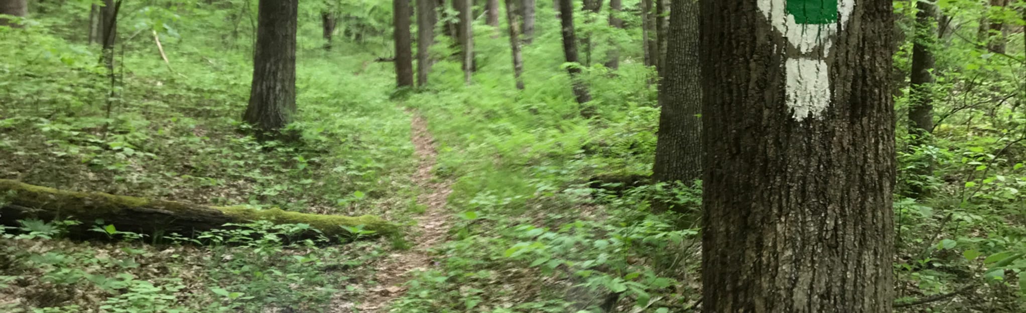 Deep Run/Big Run Trail, Maryland - 35 Reviews, Map | AllTrails