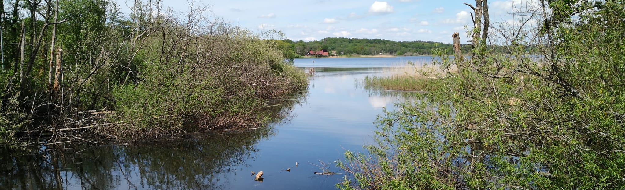 Silkeborg Langsø Vest Rundt - Central Denmark, Denmark | AllTrails