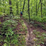 Pinhoti Trail: Adam's Gap to Cheaha State Park, Alabama - 128 Reviews ...