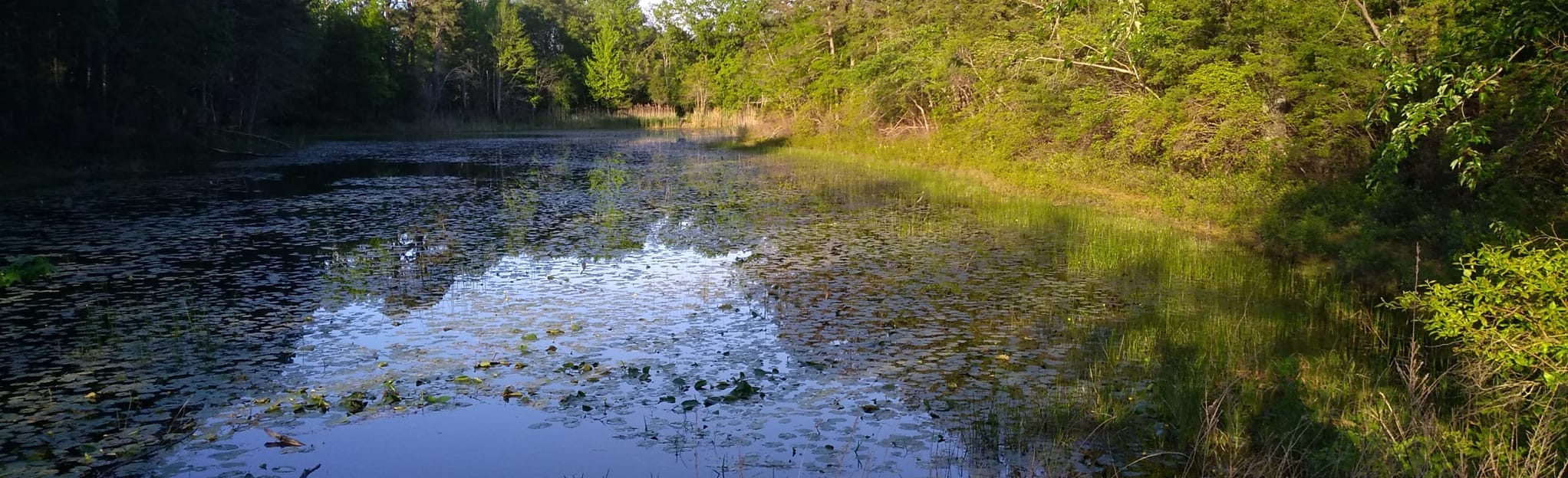 Cedar Lake WMA: Northern Trail, New Jersey - 3 Reviews, Map | AllTrails