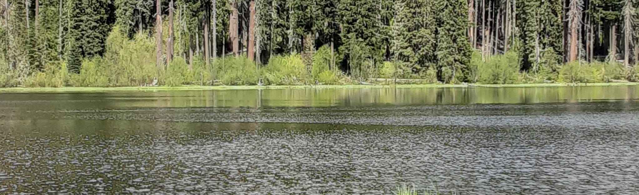 Marion Lake Trail to Marion Mountain, Oregon - 138 Reviews, Map | AllTrails