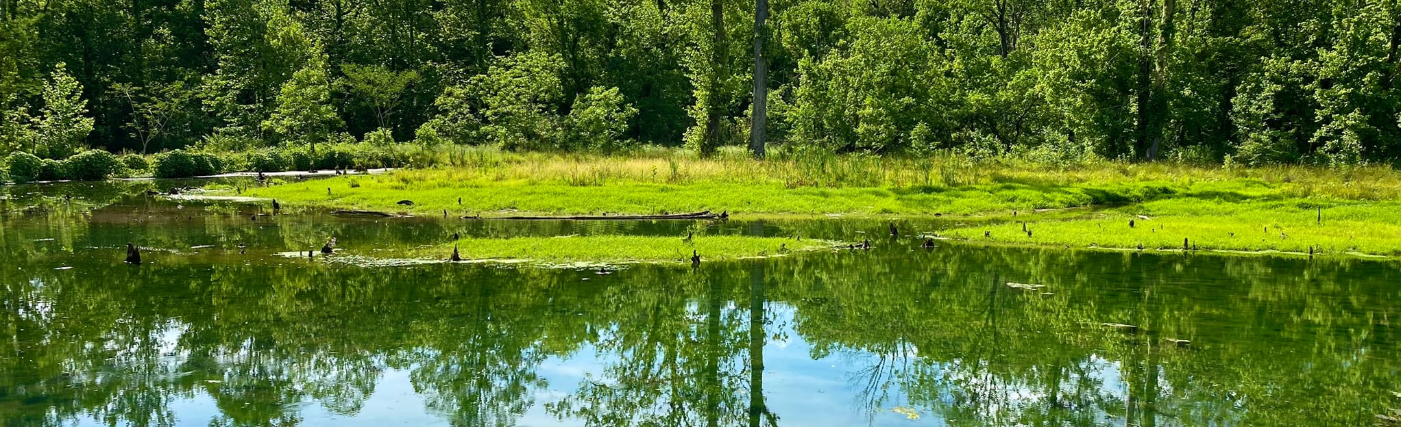 Rock Spring Trail: 36 Reviews, Map - Alabama | AllTrails