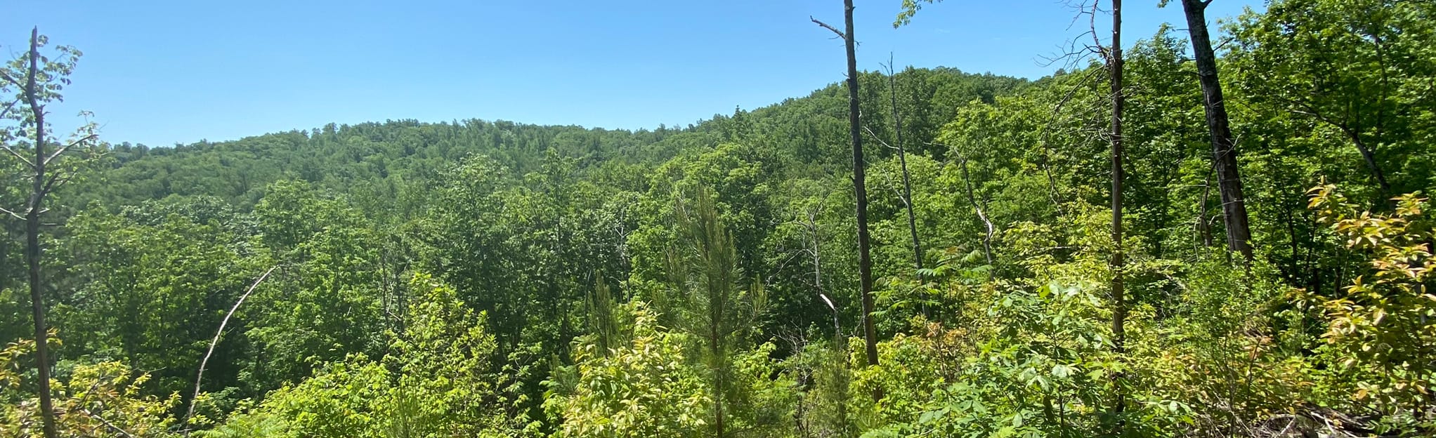 Sipsey Wilderness Loop, Alabama - 50 Reviews, Map | AllTrails