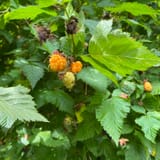 Friend's Landing Trail, Washington - 153 Reviews, Map | AllTrails