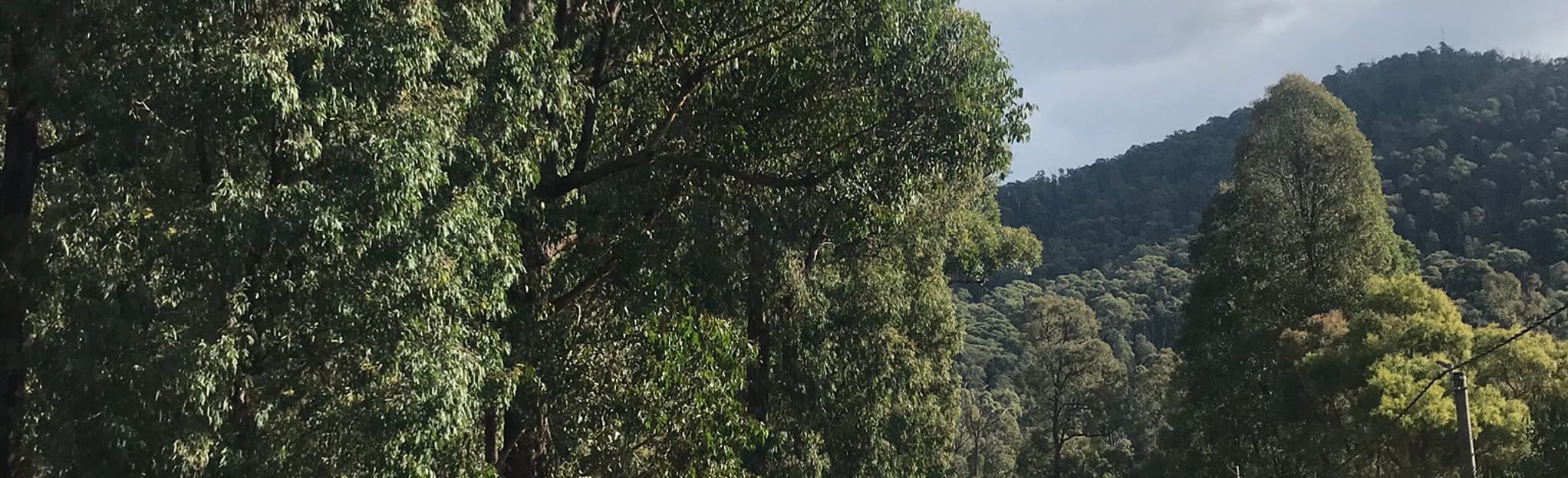 Gilbert’s Gully Track: 25 Reviews, Map - Victoria, Australia | AllTrails