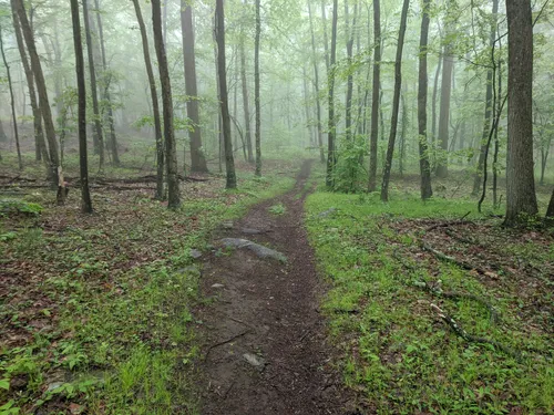 10 Best Hikes and Trails in Naugatuck State Forest | AllTrails