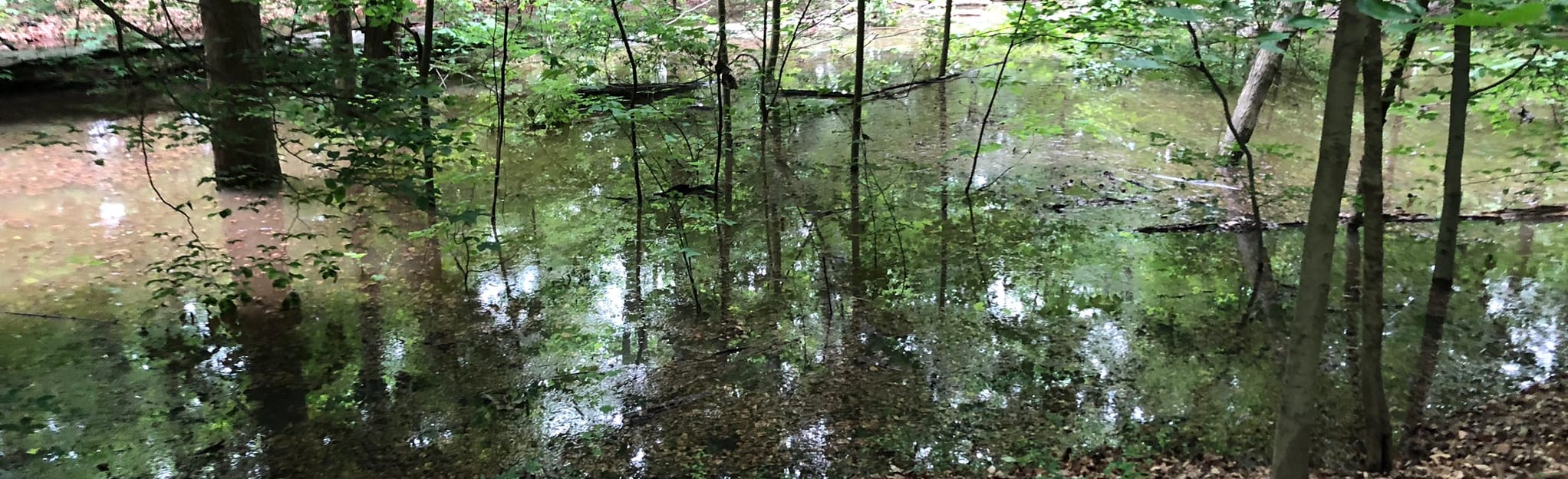 Big Oak Nature Trail: 42 Reviews, Map - Virginia | AllTrails