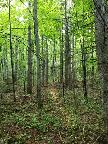 10 Best Hikes and Trails in Copeland Forest | AllTrails