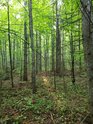 Best 10 Hikes and Trails in Copeland Forest | AllTrails