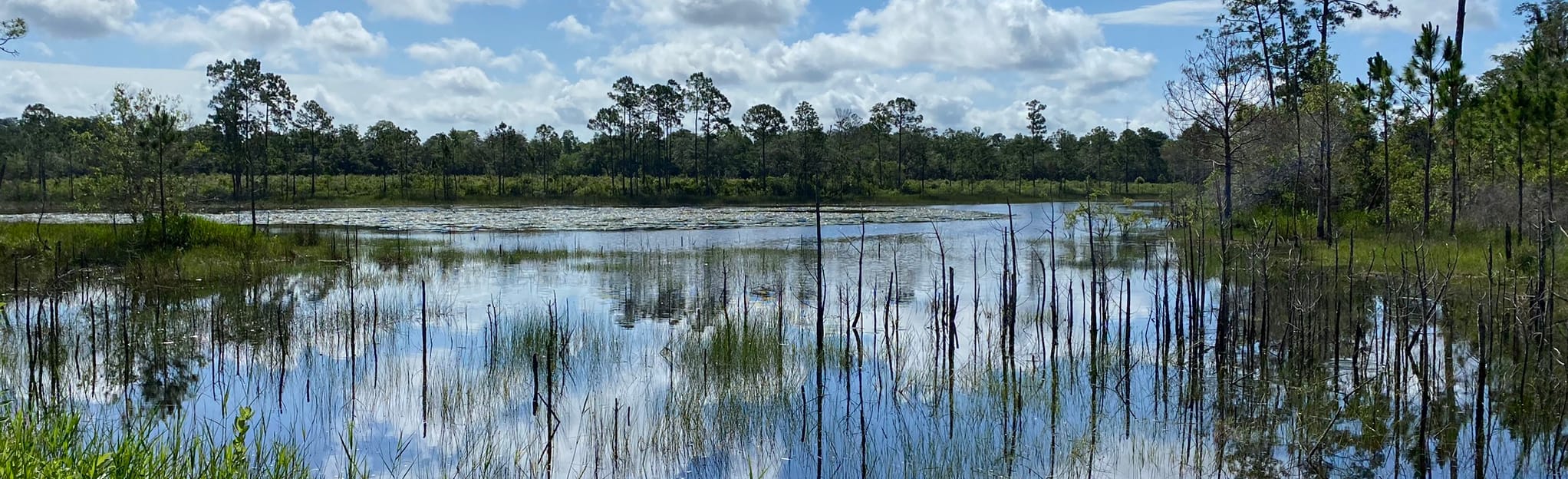 Geneva Wilderness Area Loop, Florida - 167 Reviews, Map | AllTrails