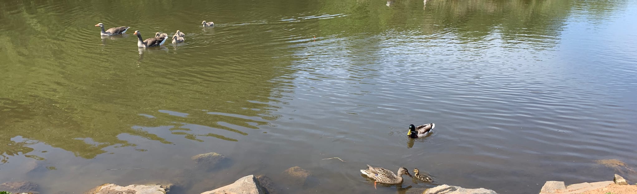 Carnmoney Pond Circular: 0 Reviews, Map - Antrim, Northern Ireland ...