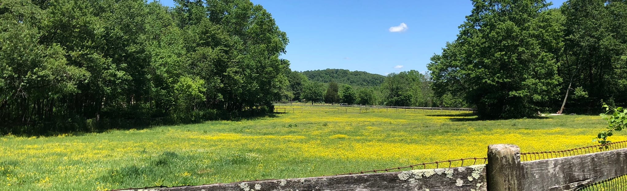 Binky Lee Preserve Red Loop Trail: 253 foto - Pennsylvania | AllTrails