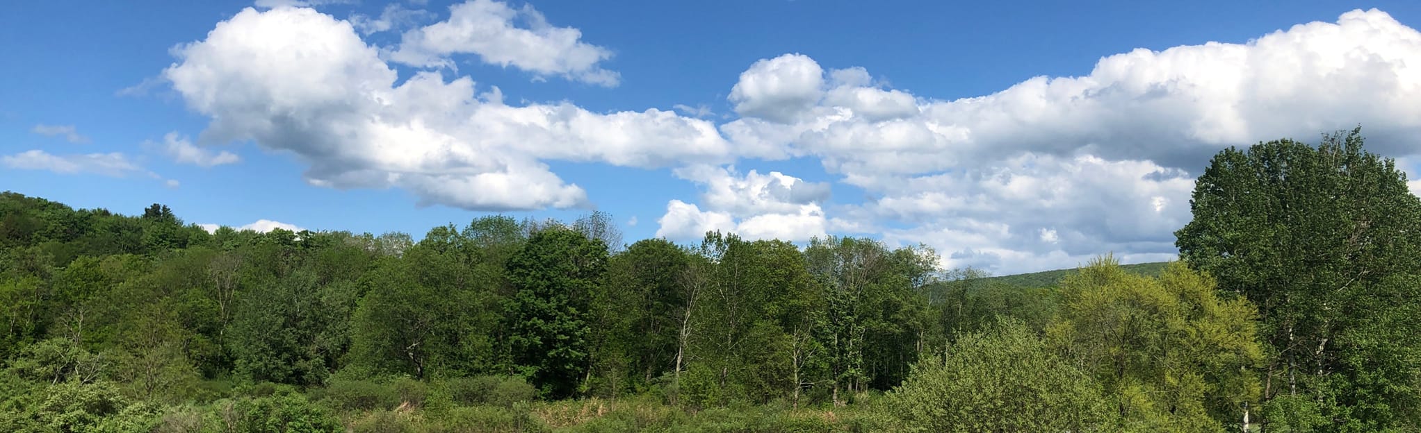 The Windham Path: 420 Reviews, Map - New York | AllTrails