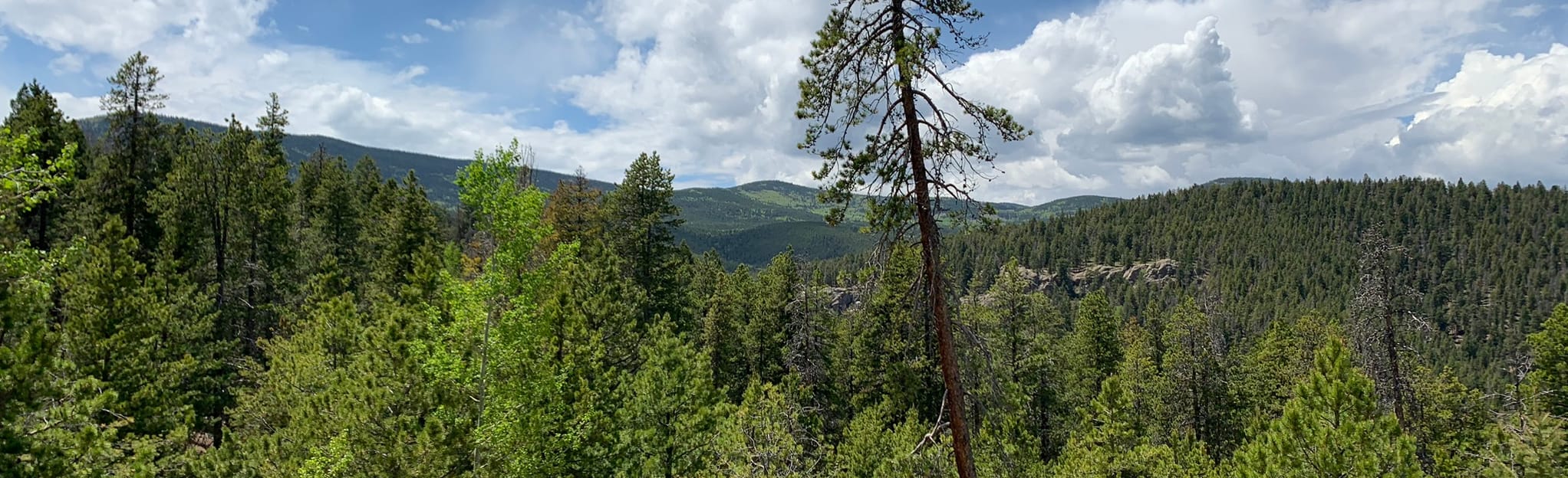 Maxwell Falls Lower Loop from the South | Map, Guide - Colorado | AllTrails