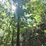 Lake Ouachita Vista Trail (LOViT), Arkansas - 85 Reviews, Map | AllTrails