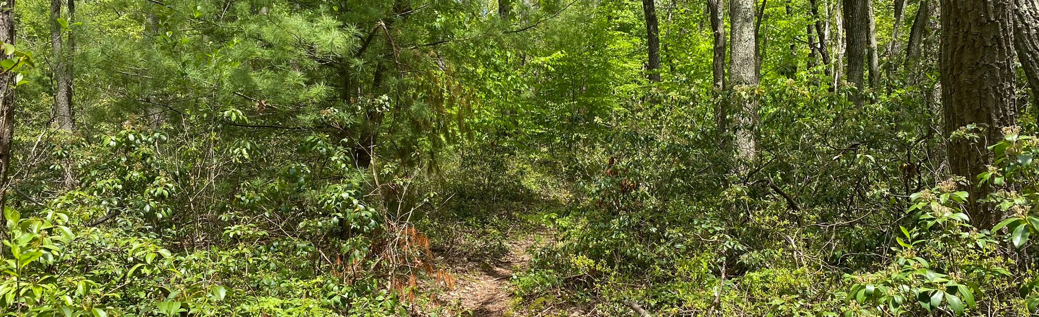 Wallace Trail, Pennsylvania - 13 Reviews, Map | AllTrails